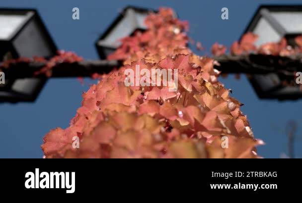 Autumn Beautiful Red Ivy Leaves Curling on a Street Lamp Post and Wave ...
