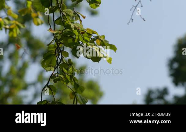 Common hazel leaf corylus avellana Stock Videos & Footage - HD and 4K ...