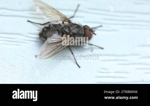 Creeping insect Stock Videos & Footage - HD and 4K Video Clips - Alamy
