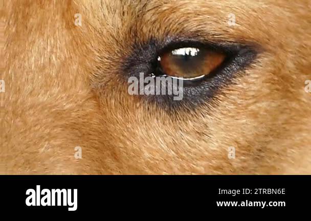 Eye to eye with dog Stock Videos & Footage - HD and 4K Video Clips - Alamy