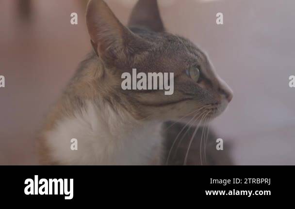 Fixedly Stock Videos & Footage - HD and 4K Video Clips - Alamy