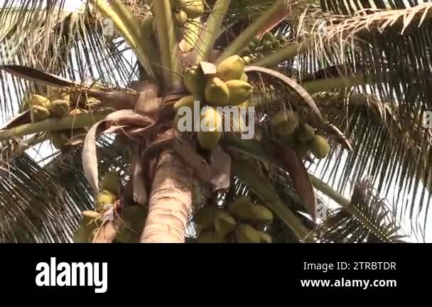 Coco nut tree Stock Videos & Footage - HD and 4K Video Clips - Alamy