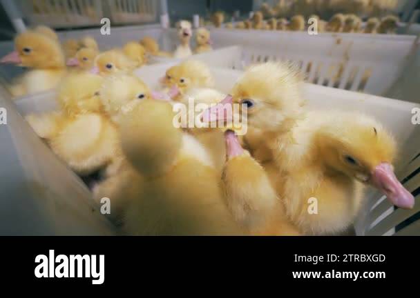 Newborn ducklings at a hatchery farm, close up. Poultry farm concept. 4K Stock Video Footage - Alamy