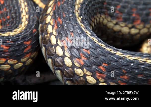 Snakes danger Stock Videos & Footage - HD and 4K Video Clips - Alamy