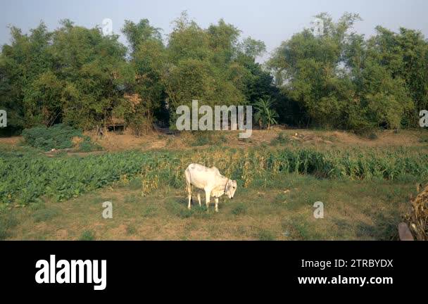 Kneeling cow Stock Videos & Footage - HD and 4K Video Clips - Alamy