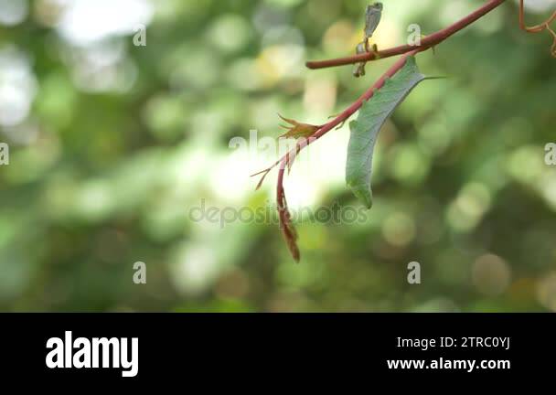 Tobacco hornworm caterpillar sphingidae Stock Videos & Footage - HD and ...