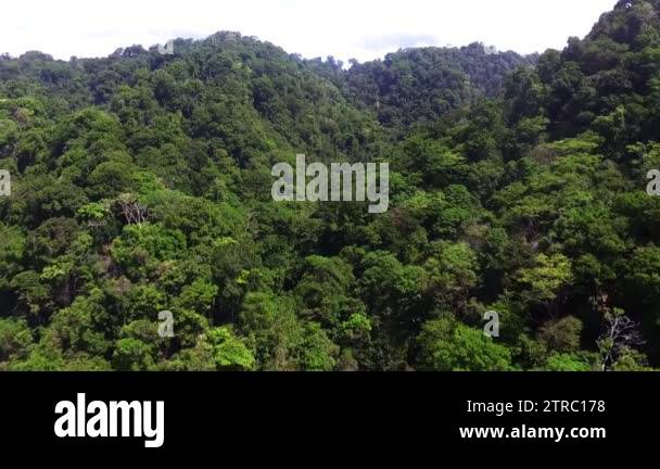 Tropical virgin forest Stock Videos & Footage - HD and 4K Video Clips ...