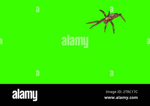 Creepy crawling Stock Videos & Footage - HD and 4K Video Clips - Alamy