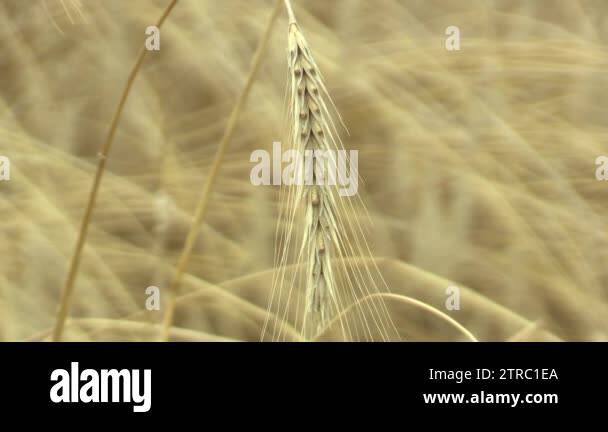 Grain class Stock Videos & Footage - HD and 4K Video Clips - Alamy