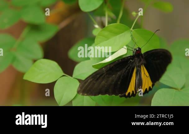 Helena birdwing Stock Videos & Footage - HD and 4K Video Clips - Alamy