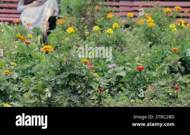 Scared crow Stock Videos & Footage - HD and 4K Video Clips - Alamy