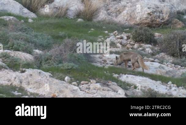 Red fox in landscape Stock Videos & Footage - HD and 4K Video Clips - Alamy
