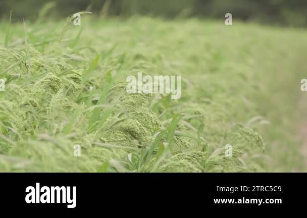 Green field plant millet background. Pearl millet (Pennisetum glaucum ...