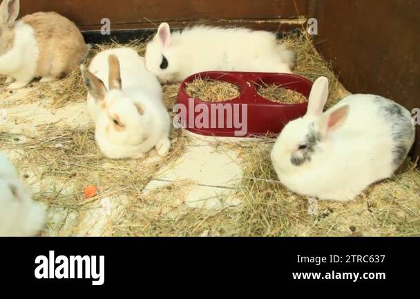 Rodents rabbits Stock Videos & Footage - HD and 4K Video Clips - Alamy