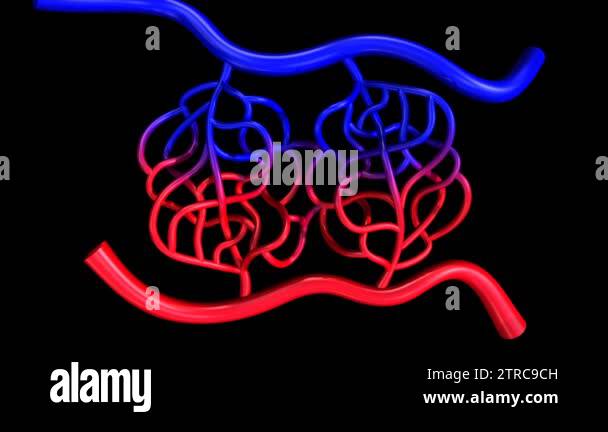 Parietal vein Stock Videos & Footage - HD and 4K Video Clips - Alamy