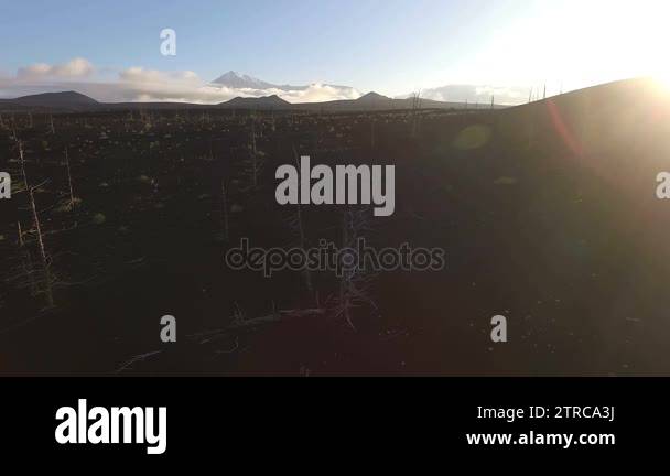 Forest after a volcanic eruption. Burnt forest. The lava of the volcano ...