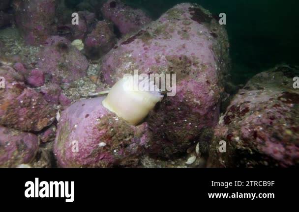 Anemones of Actinia underwater on seabed of Barents Sea. Nature in ...