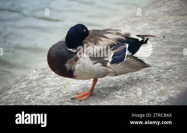 One leg standing duck Stock Videos & Footage - HD and 4K Video Clips ...