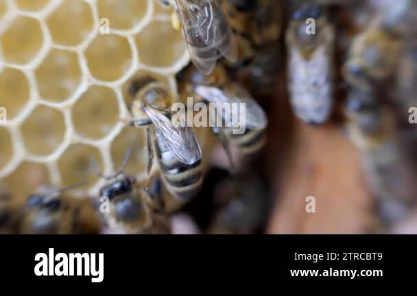 Working bees work honeycomb with honey. Slow motion. Full HD Stock Video Footage - Alamy