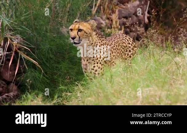 Cheetah pose Stock Videos & Footage - HD and 4K Video Clips - Alamy