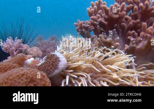Symbiosis of clown fish and anemones. The reef diving in the Philippine ...