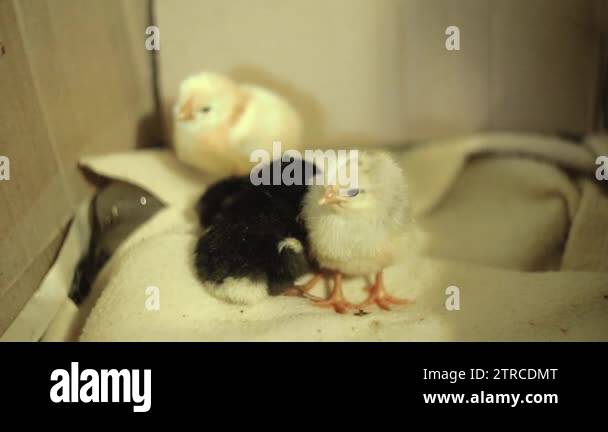 Recently hatched, still wet, unconscious, yellow newborn chicks in an ...