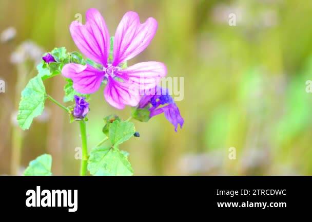 Malva sylvestris is species of mallow genus Malva in family of ...