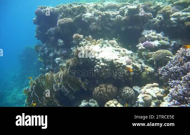 Coral reef (cay) of the Red Sea with a variety of fish. 4K video Stock ...