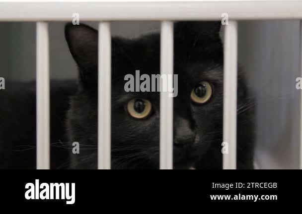 Cat behind bars Stock Videos & Footage - HD and 4K Video Clips - Alamy