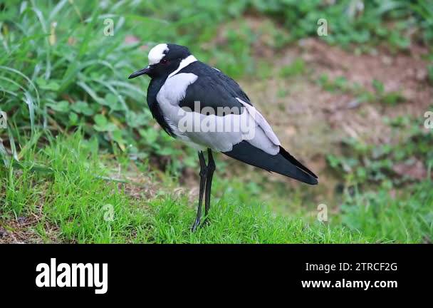 Blacksmith plover blacksmith lapwing Stock Videos & Footage - HD and 4K ...