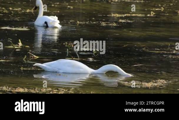 Trumpeter swans cygnus buccinator feeding Stock Videos & Footage - HD ...