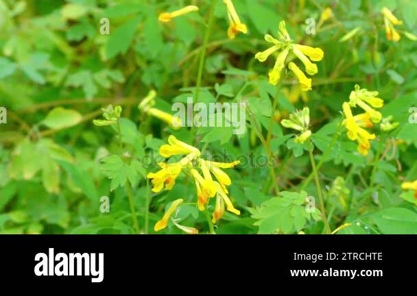 Short lived flower Stock Videos & Footage - HD and 4K Video Clips - Alamy