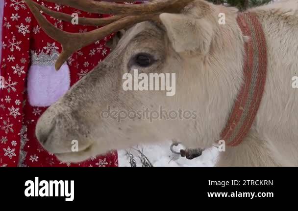 Stag shop Stock Videos & Footage - HD and 4K Video Clips - Alamy