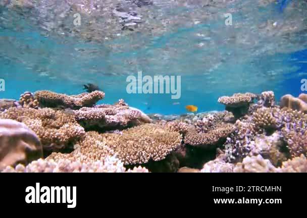 a flock of colorful coral fish swim over a shallow coral reef at the ...