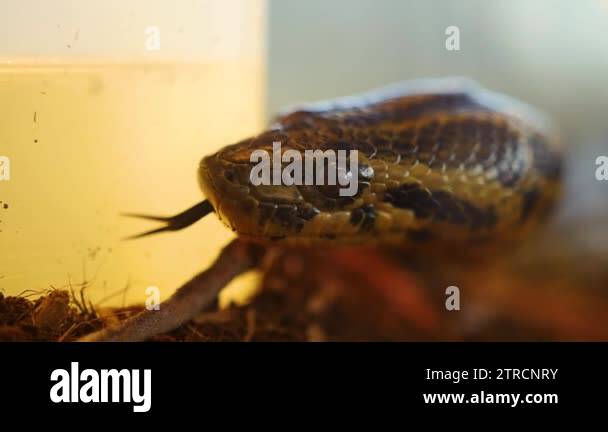Cobra snake hiss Stock Videos & Footage - HD and 4K Video Clips - Alamy