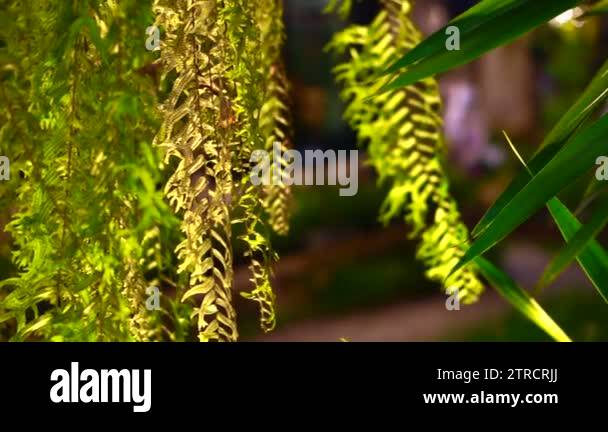 Oakleaf fern drynaria quercifolia Stock Videos & Footage - HD and 4K ...