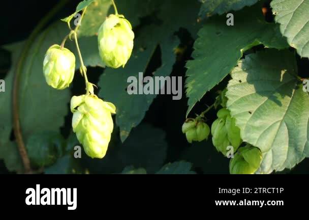 Hop common humulus lupulus Stock Videos & Footage - HD and 4K Video ...