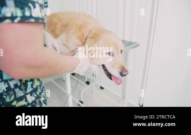 doctor-vet inspects a dog using a pulse oximeter. Veterinary Stock ...