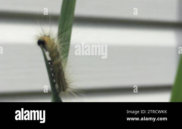 Dagger bug Stock Videos & Footage - HD and 4K Video Clips - Alamy