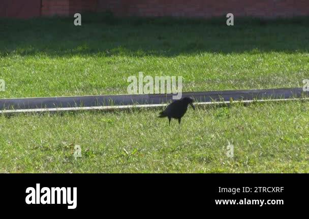 Rook grass Stock Videos & Footage - HD and 4K Video Clips - Alamy