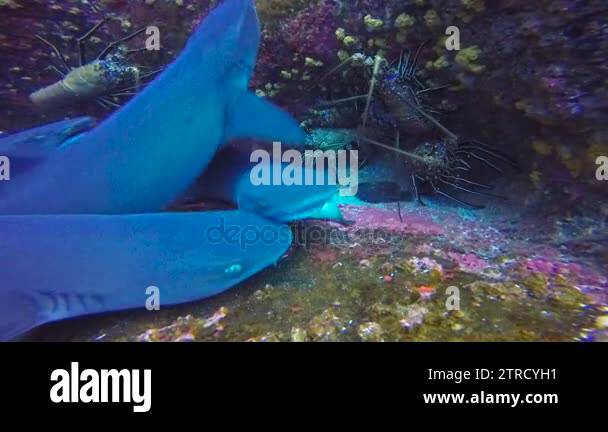 Neighborhood sharks and lobsters. Fascinating underwater dive with ...