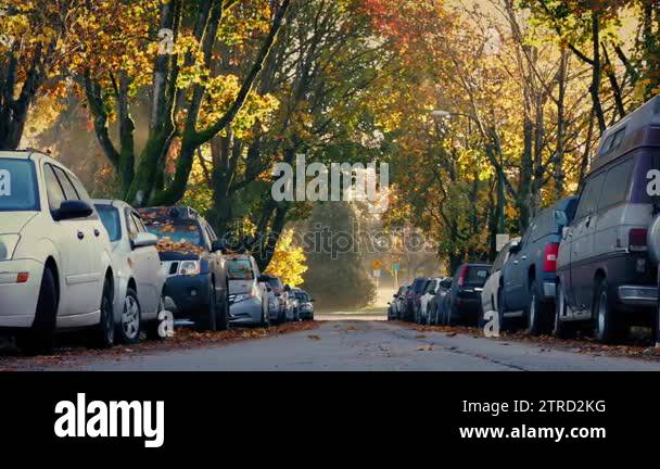Fall tree lined road Stock Videos & Footage - HD and 4K Video Clips - Alamy