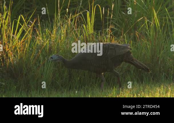 Florida water turkey Stock Videos & Footage - HD and 4K Video Clips - Alamy
