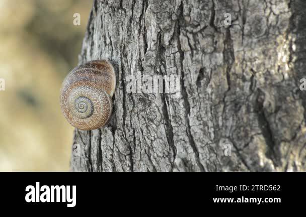 Shell carapace Stock Videos & Footage - HD and 4K Video Clips - Alamy