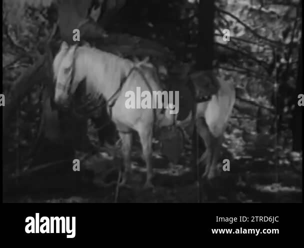 Ground pawing Stock Videos & Footage - HD and 4K Video Clips - Alamy