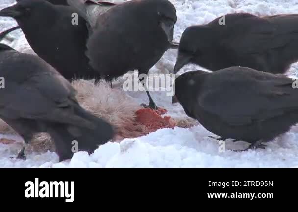 Crows eating Stock Videos & Footage - HD and 4K Video Clips - Alamy