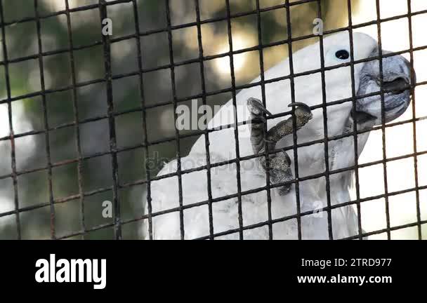 Caged white cockatoo with expression of sadness and claw grating in ...