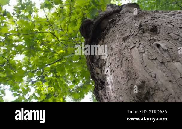 Bottom view to the tree of a huge Plane tree or Platanus in jungle ...