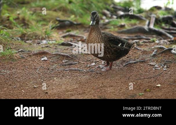 Close duck Stock Videos & Footage - HD and 4K Video Clips - Alamy