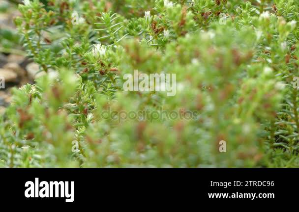 Transfer focus: Crassula lanceolata is succulent plant. Cultivated ...